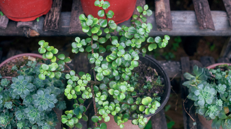 12 unique varieties of jade plant to spruce up your household plant ...