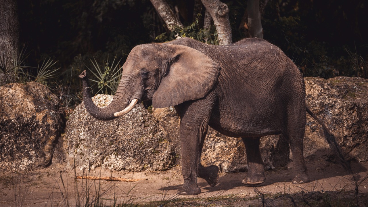 An elephant can communicate over miles using deep rumbles too low for ...