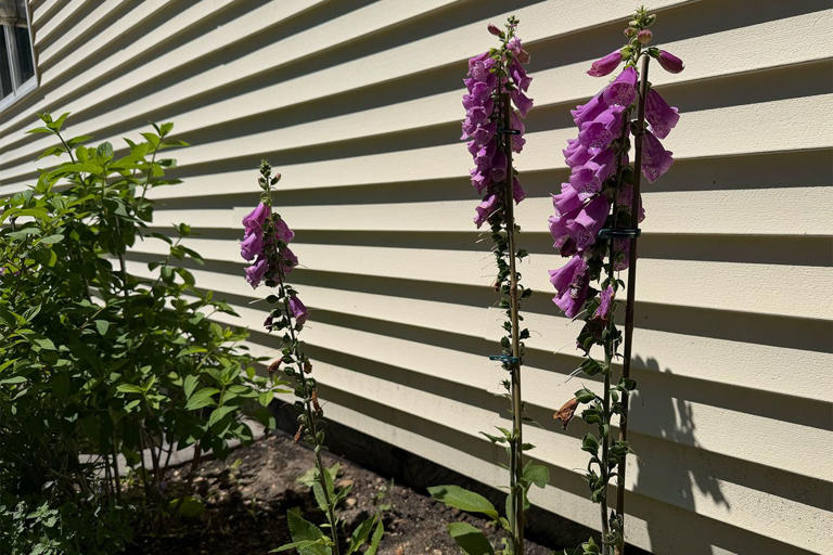 Tired of floppy flowers? These 15 affordable garden finds fix the ...