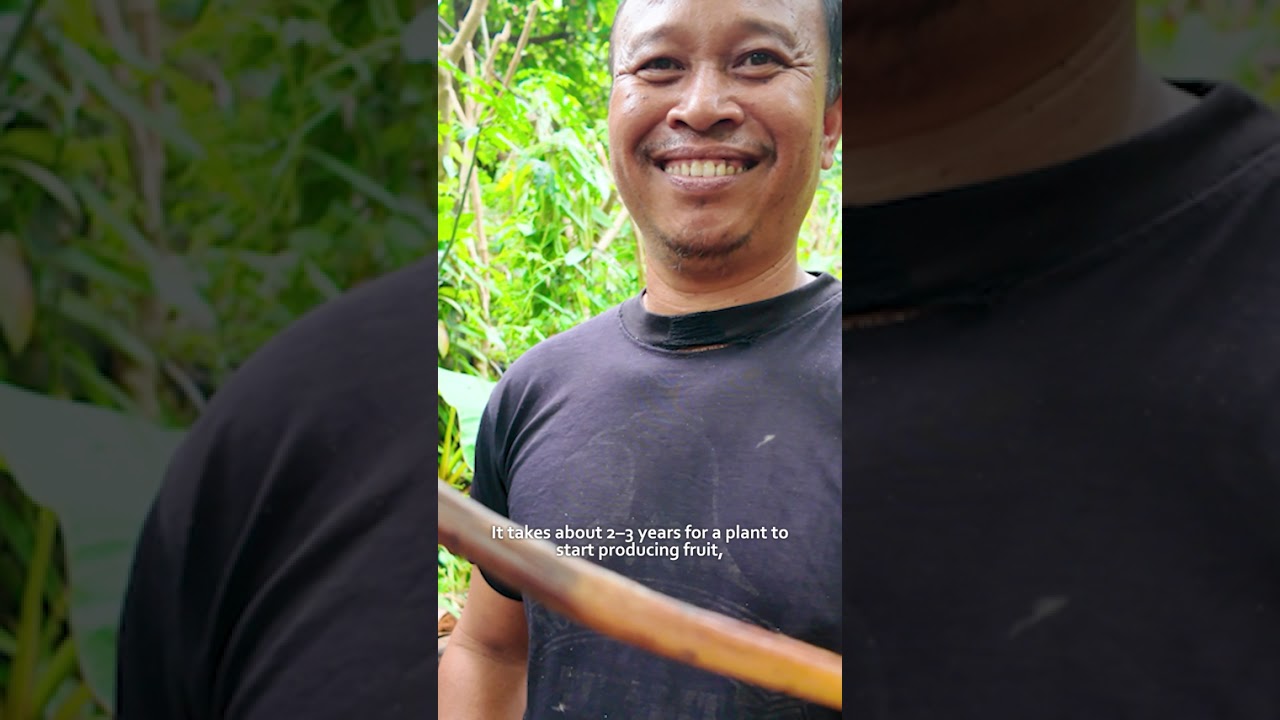 I can't believe how vanilla is harvested!🌱