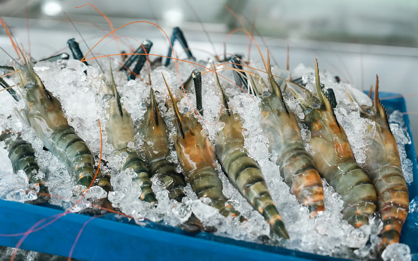 Thailand may go to WTO over Malaysia’s prawn import ban