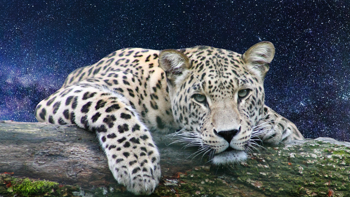 Discover your birth month's spirit animal and its meaning for you