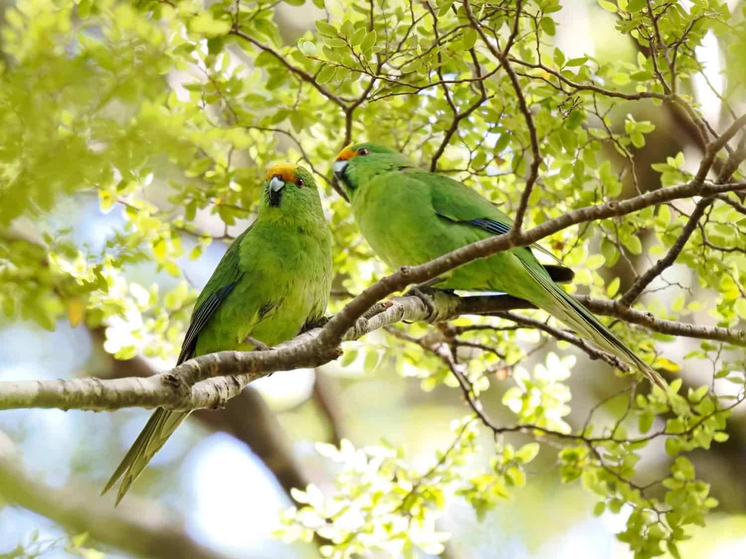 Declared extinct twice — now one pair has 55 chicks to show