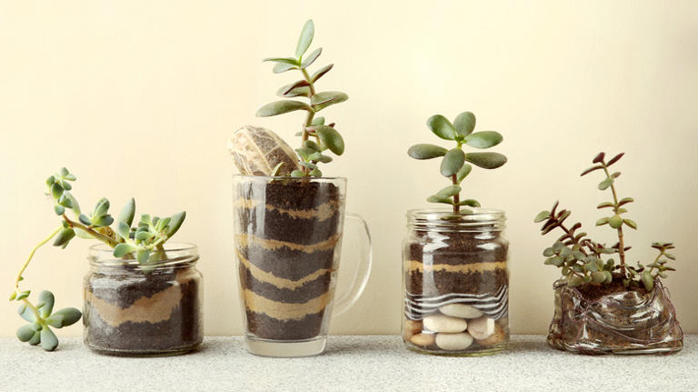 This hardy little plant survives in jars and needs almost nothing