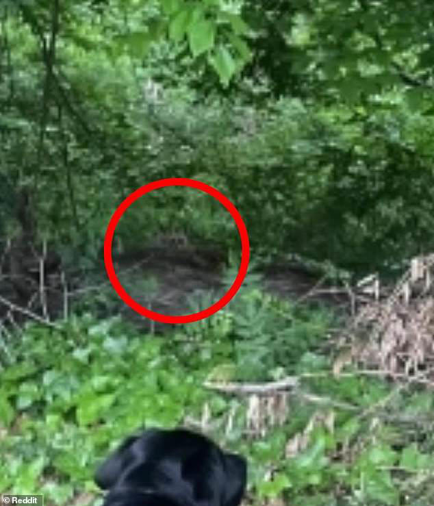 Dog walk turns into an optical illusion - can you spot the fox hiding ...