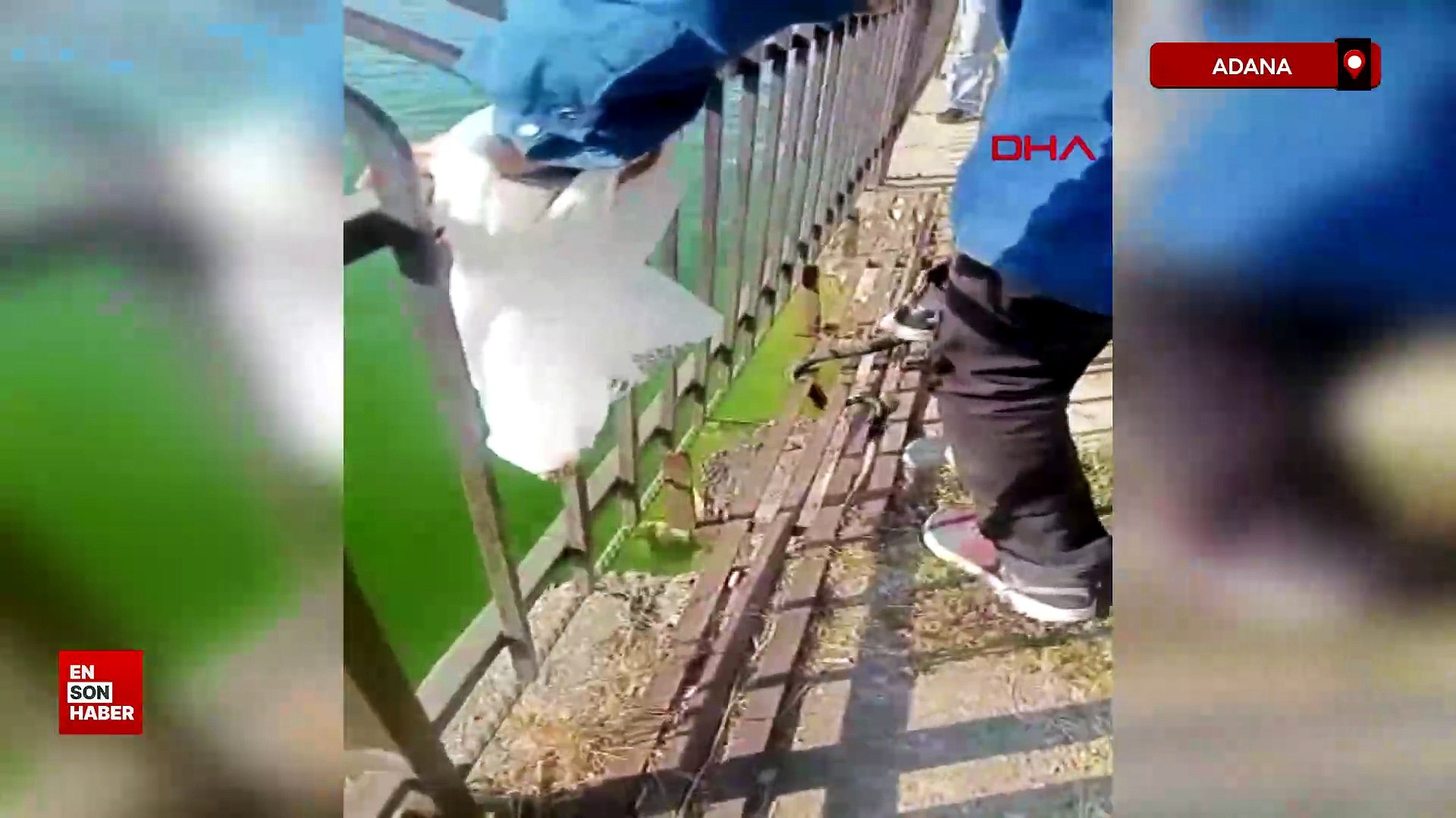 Adana'da nehirden çıkardıkları yılanın başını ezip, çakıyla keserek ...