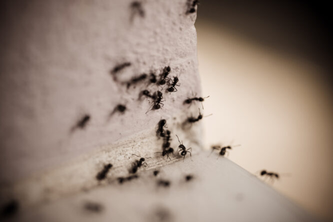 Top tips for getting rid of ants inside and outside your home