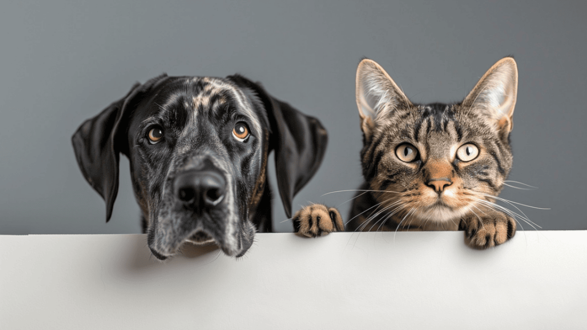 Does your zodiac sign reveal whether you prefer dogs or cats? Here's ...