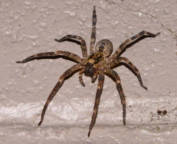 Araña gigante Nosferatu: cómo identificarla y qué pasa si te muerde