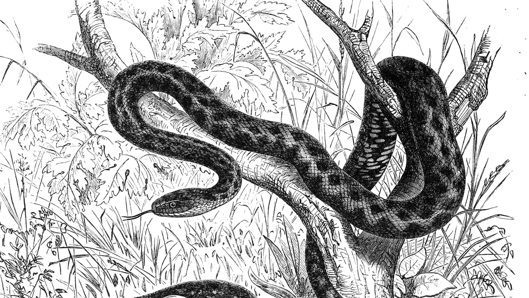 NYT Strands #826 challenges players with 'Herpetology 101' theme