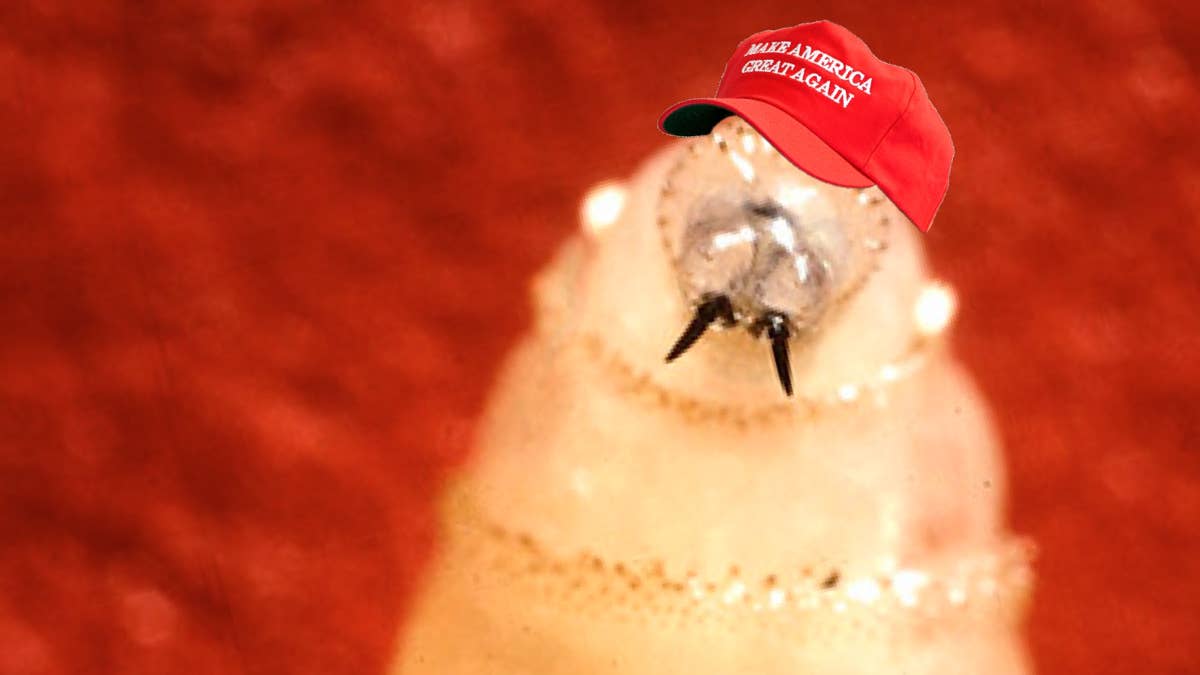 Trump cut screwworm monitoring program before parasite reached Texas