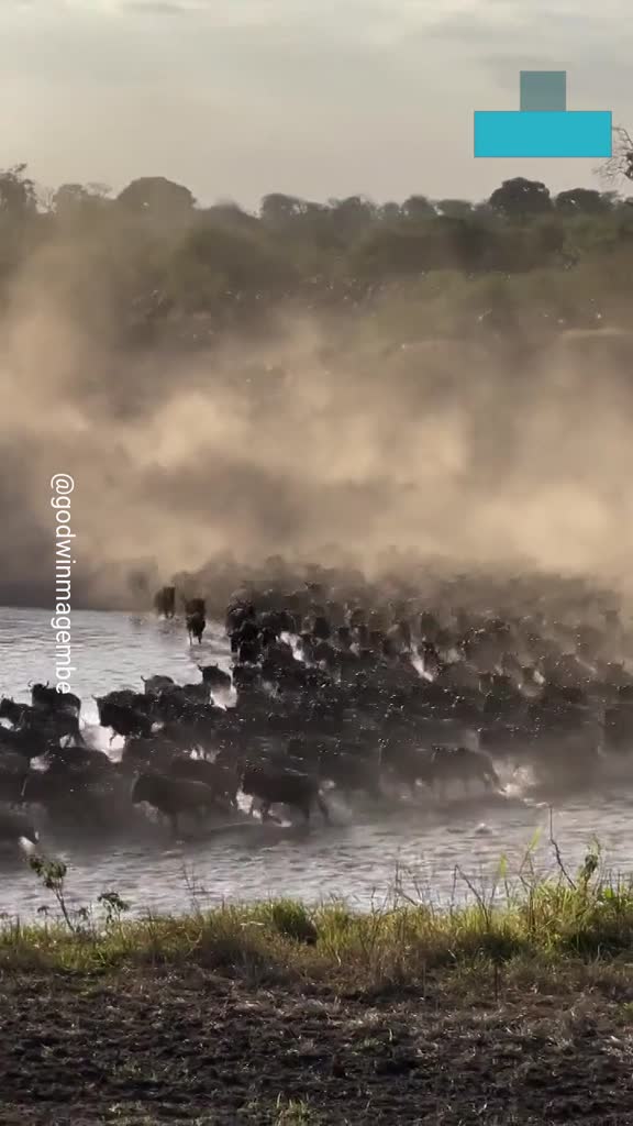 Wildebeest herd's intense migration caught on camera