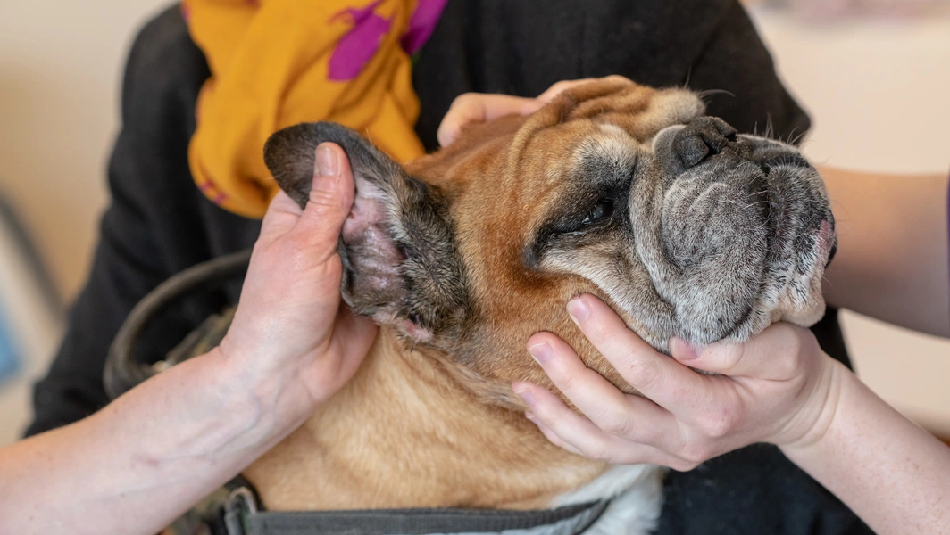 Veterinary report warns of genetic health risks in popular dog breeds