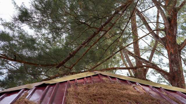 Georgia homeowner says dead pines have already hit his yard — and a ...