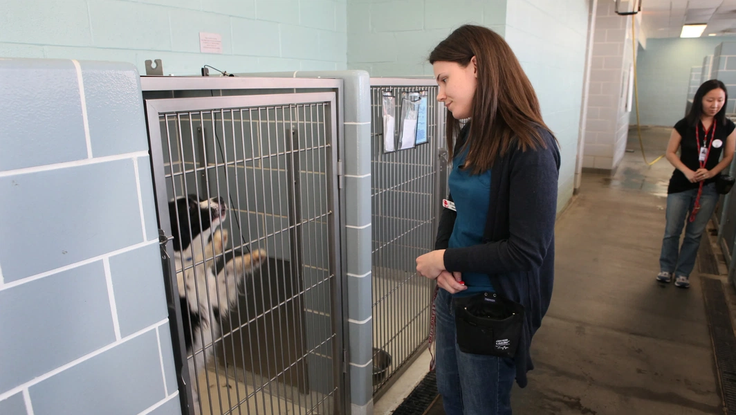 Studies show dog temperament key to effective training