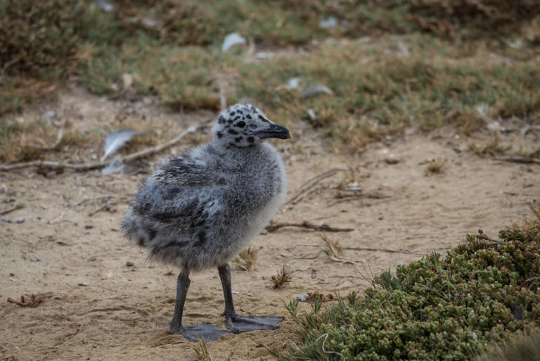 This fluffy baby seagull is breaking people's brains—turns out most ...