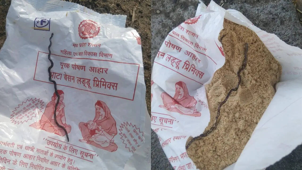 Dead baby snake found in anganwadi food pack given to pregnant woman in ...