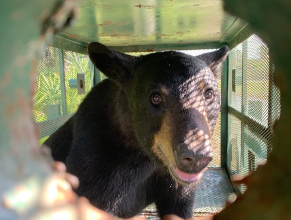 Wake up call: Hungry black bears shift into high gear across Florida