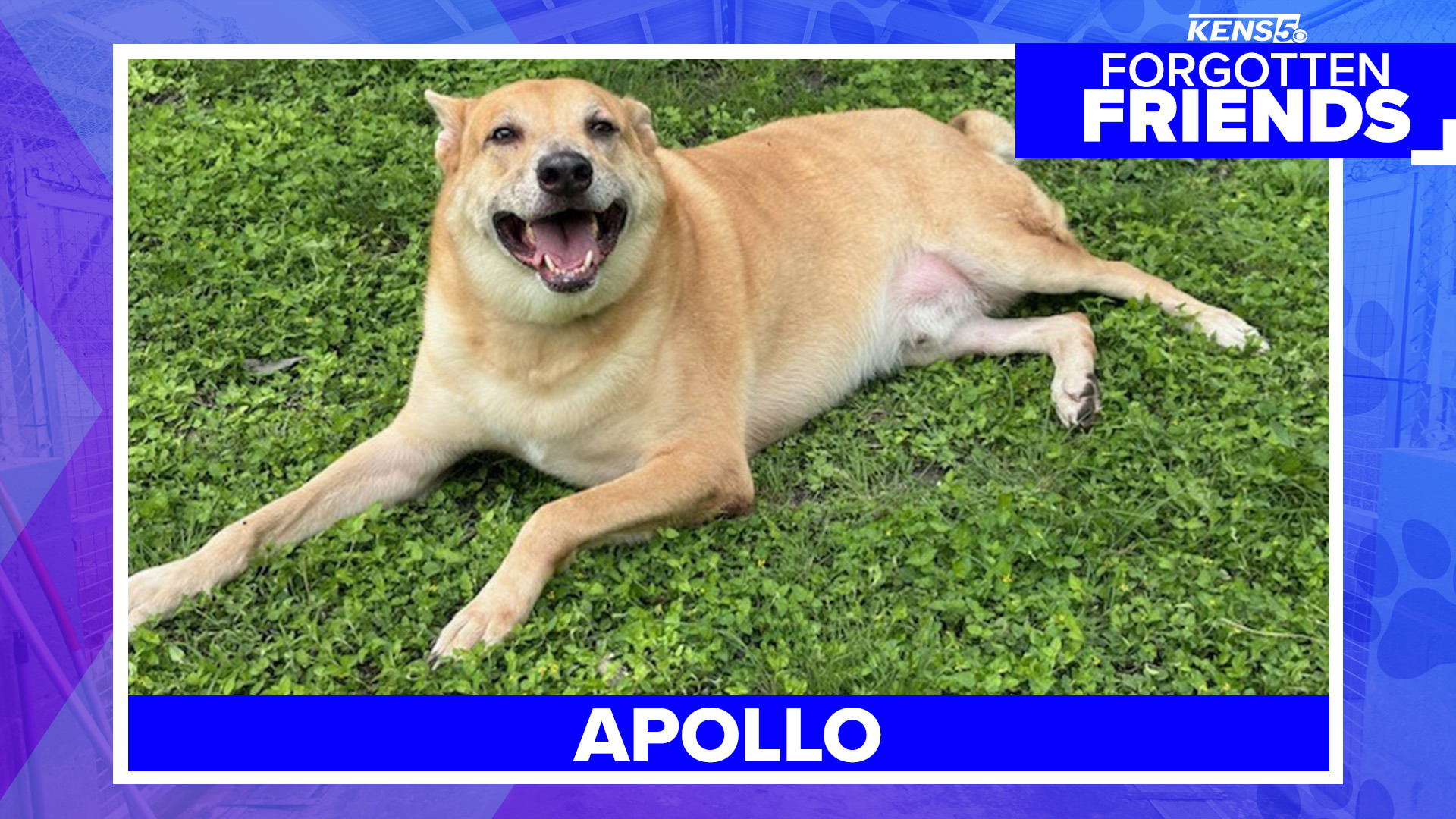Apollo’s spent more than four years waiting for a family | Forgotten ...