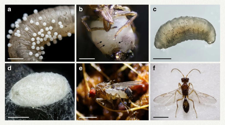A tiny backyard discovery in Mississippi is rewriting what scientists ...