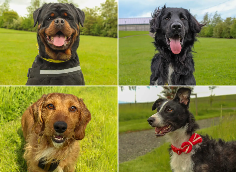 17 loving Dogs Trust canines looking for their forever homes in the ...