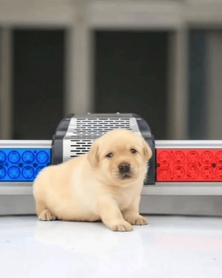 Policía de Taiwán presenta a sus adorables cachorros reclutas y ...