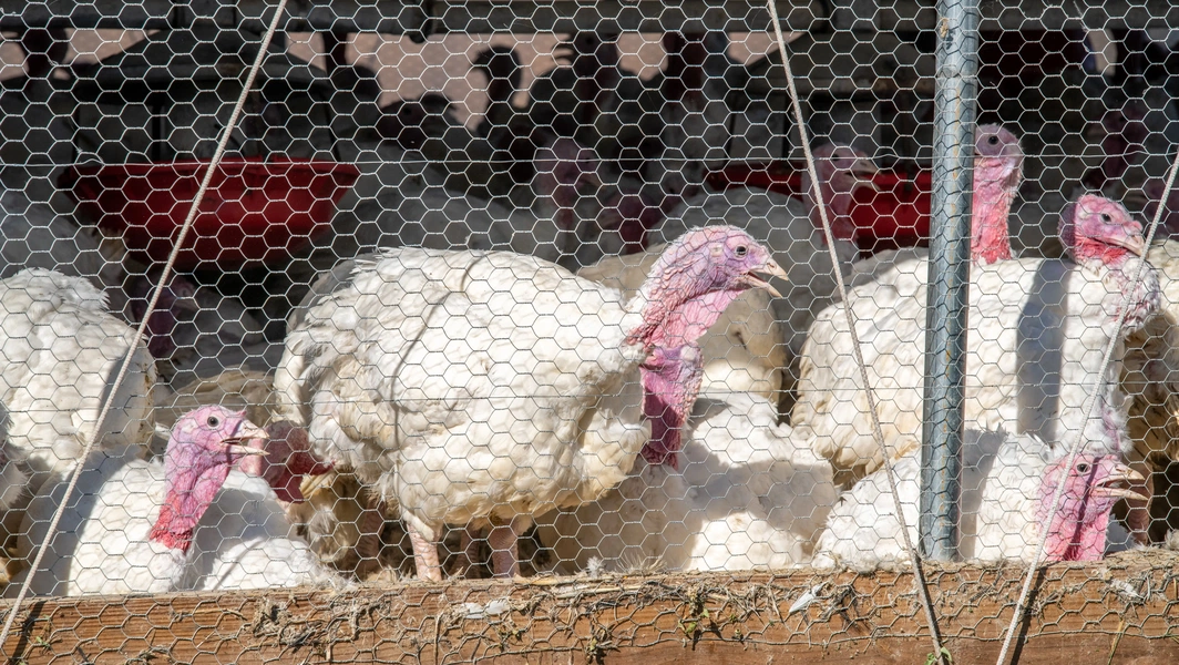 Feather duster helps orphaned turkeys recover in rehab center