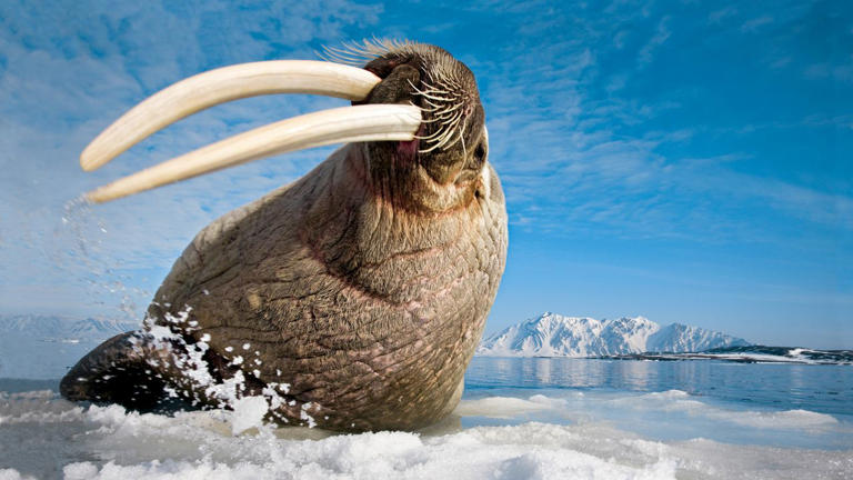 Paul Nicklen's reveals his camera set-up tips for award winning ...