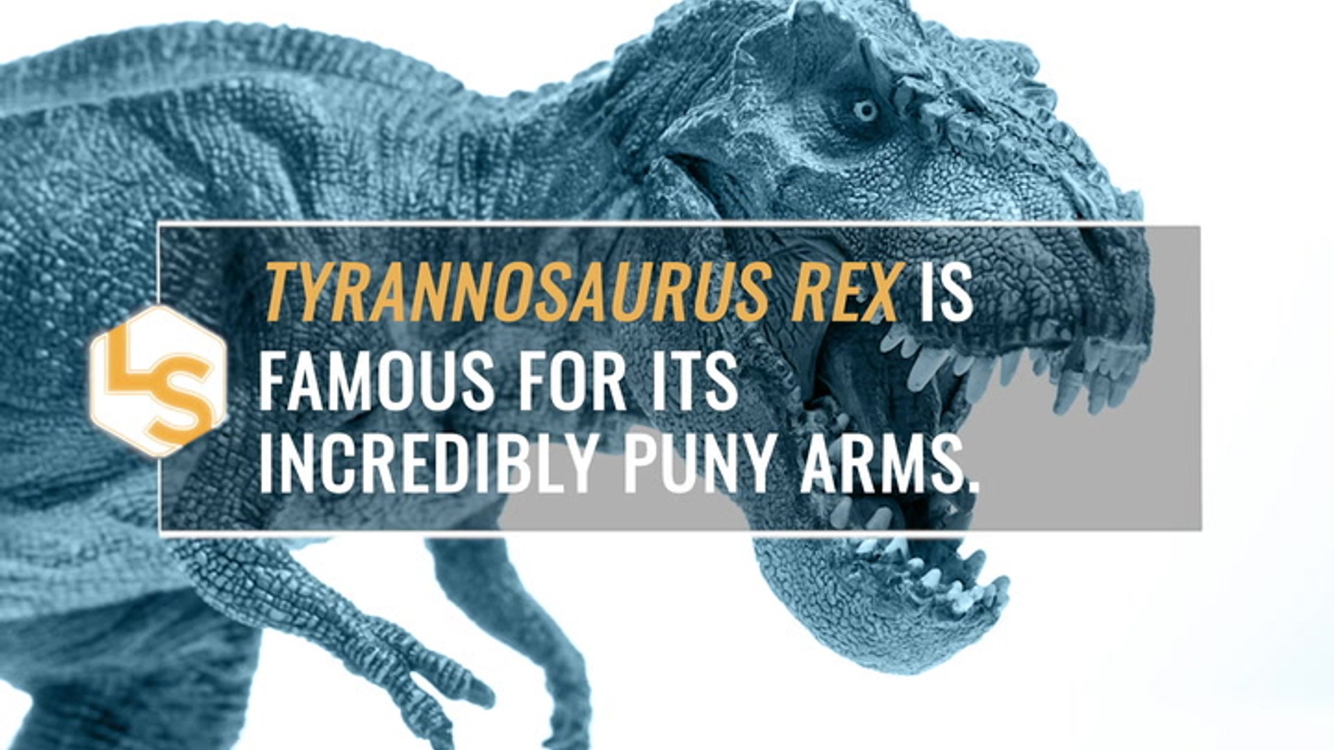 How did T rex move its tiny arms?