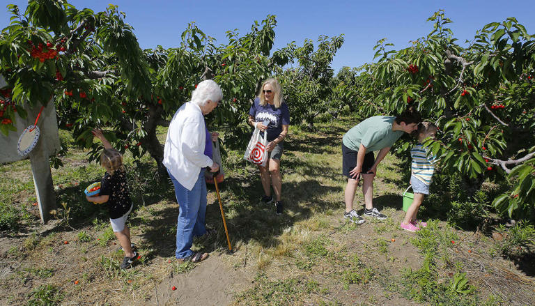 Pick them while you can. Richland orchard in one of its final seasons