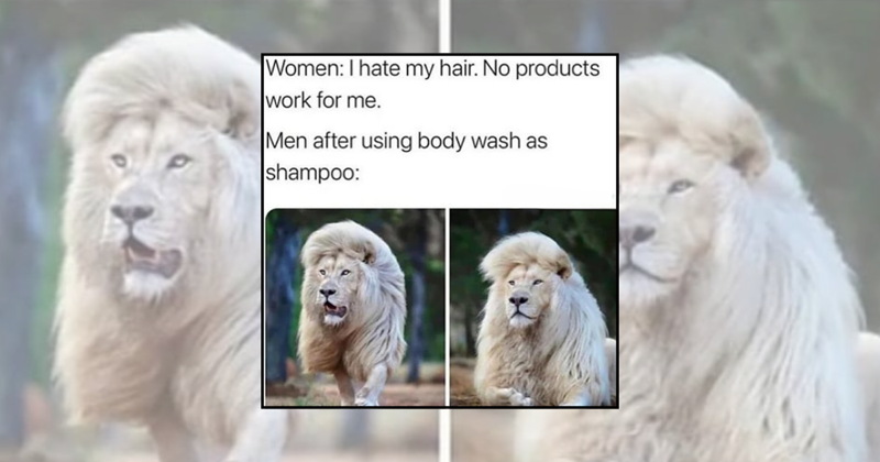 22 lion memes roaring with mane character energy for the kings and ...