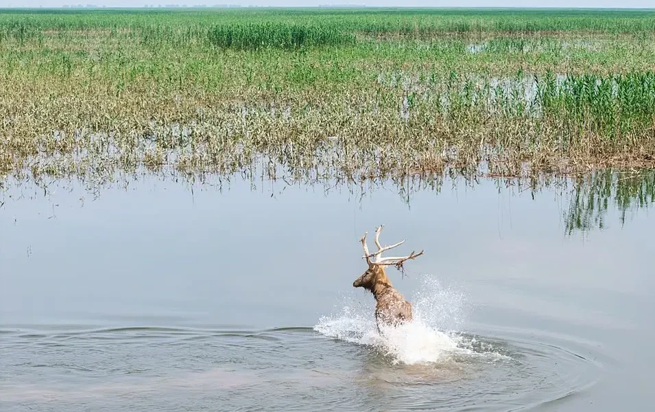 How deer move, leap, and adapt around us