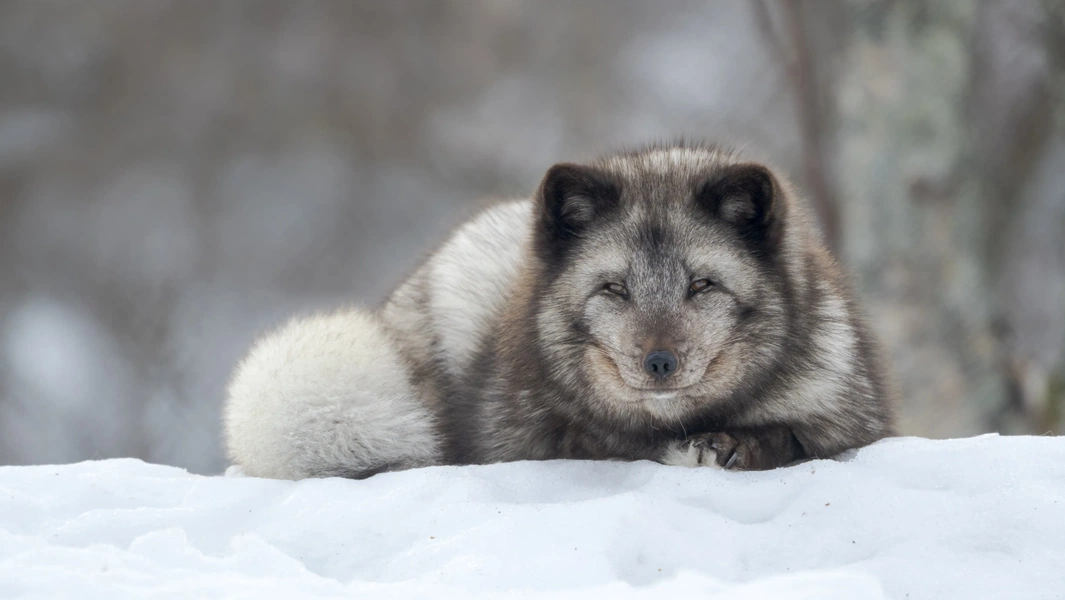 Arctic fox faces new pressures amid shifting ecosystems