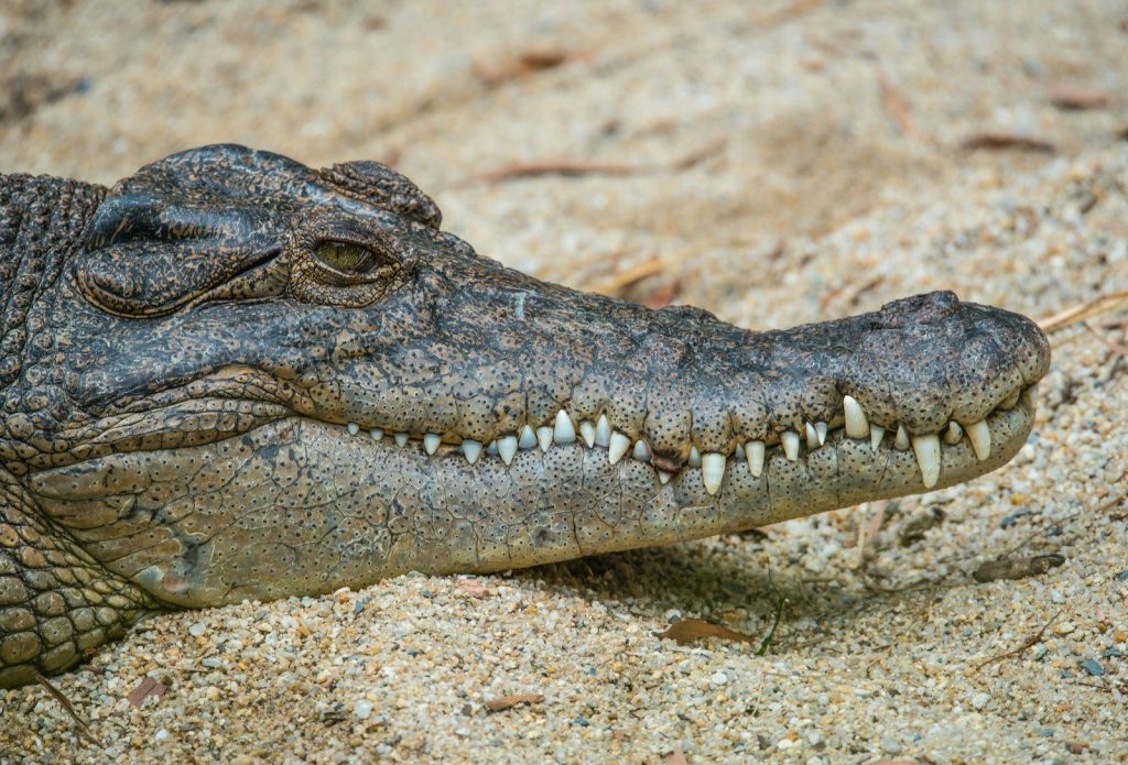 He let go of his wife’s hand seconds before a crocodile dragged him ...
