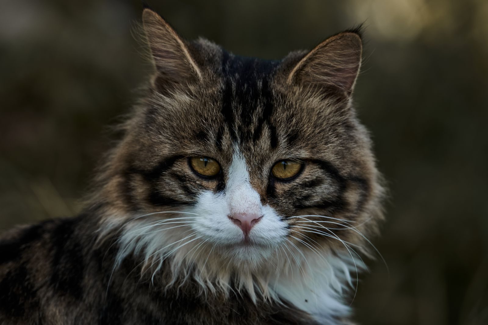 What do your cat’s markings say about their history?