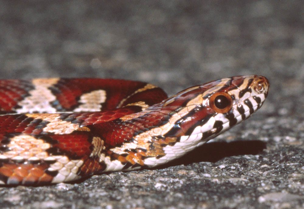 Unexpected corn snake encounter on Georgia golf course captures ...