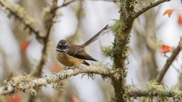 Scientists described a new, cryptic fantail bird hiding in the forests ...