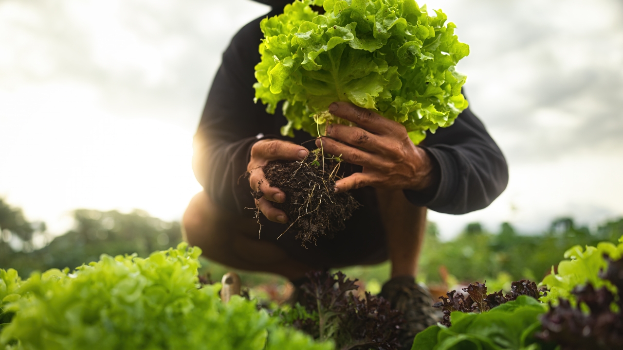 7 fast-growing crops that are actually worth planting