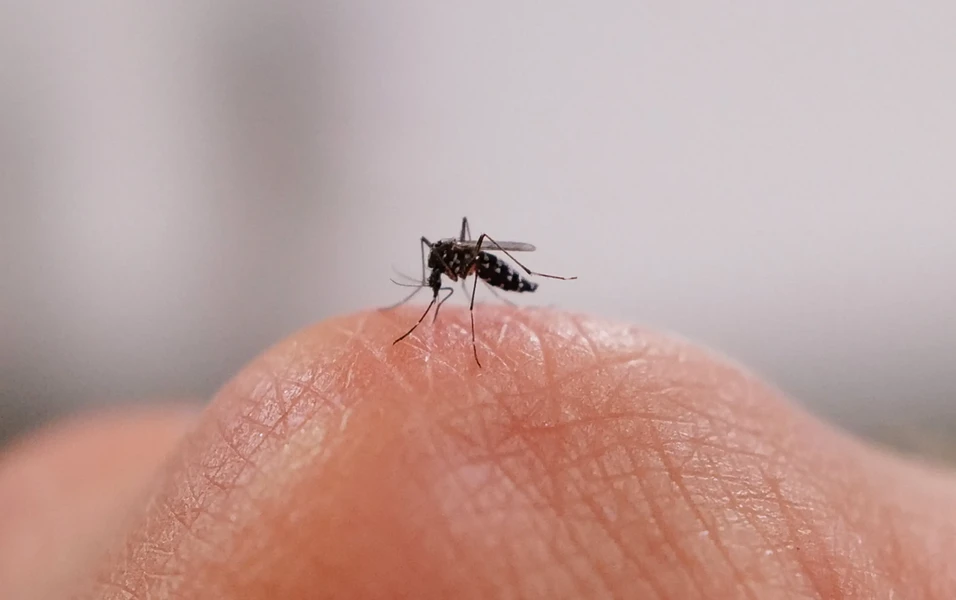 Experts endorse Google mosquito project as EPA evaluates
