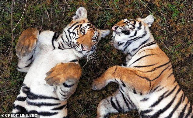 Stevens reviews Tiger Island: Tigers aren't just ferocious killers