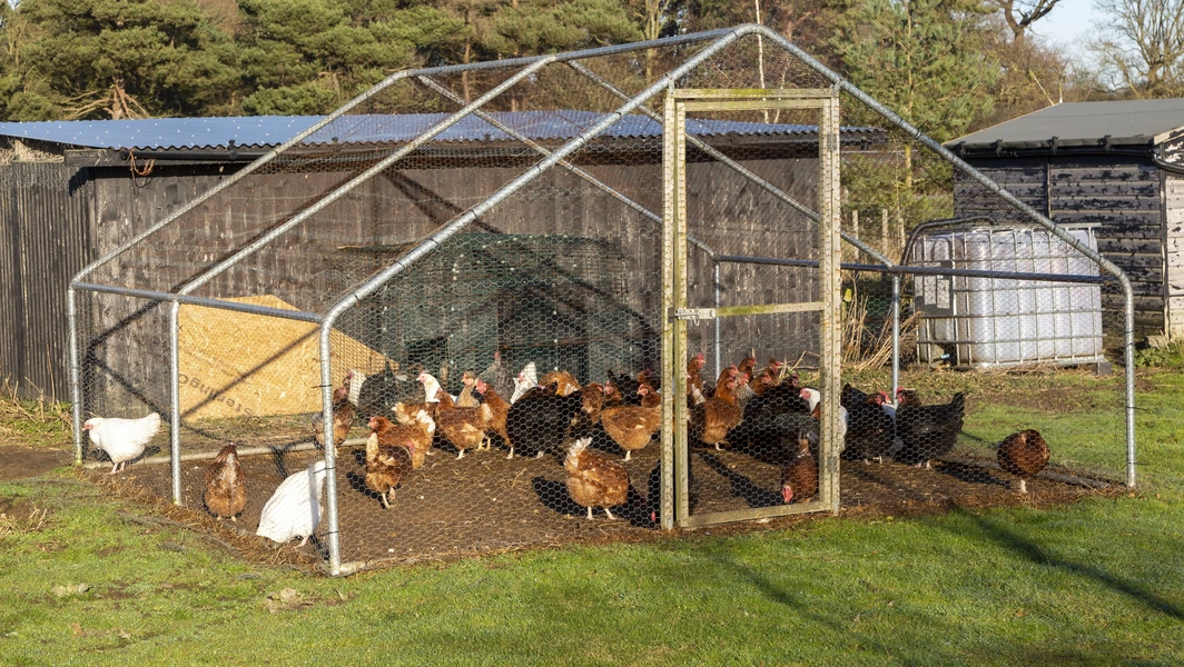 Backyard chicken coop ideas for happy hens