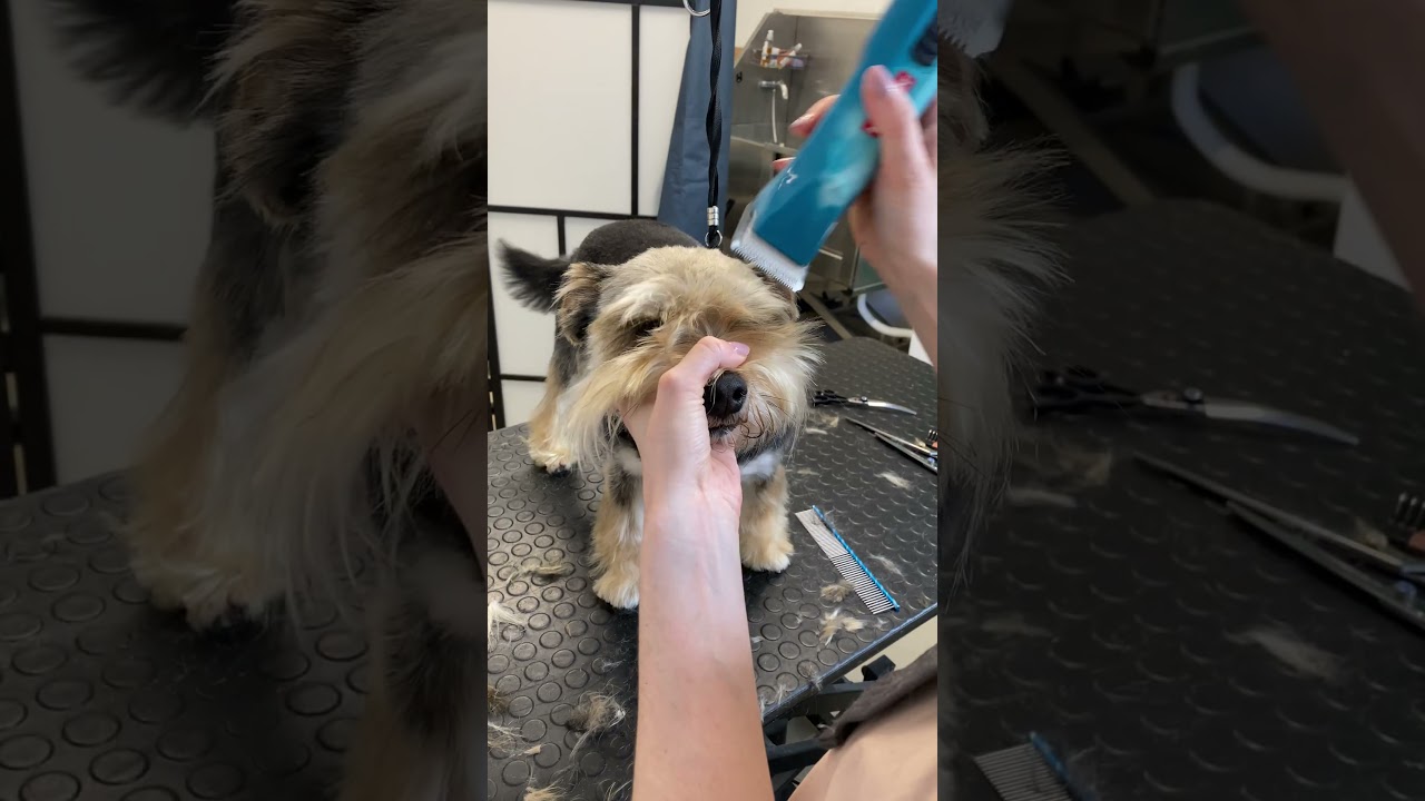 From shaggy to chic: Complete grooming transformation for a small dog
