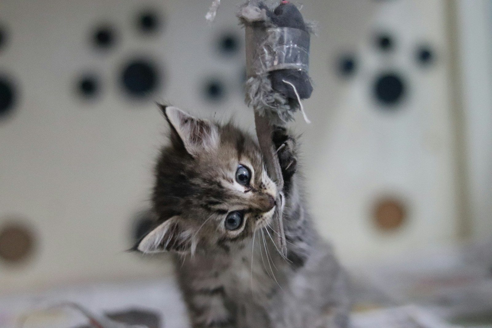 Why do tiny kittens react so dramatically to soft touches?