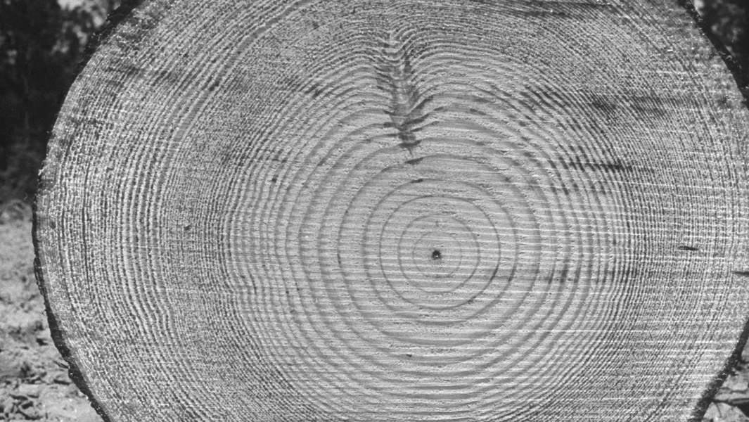 Why reclaimed old-growth wood feels magical to use