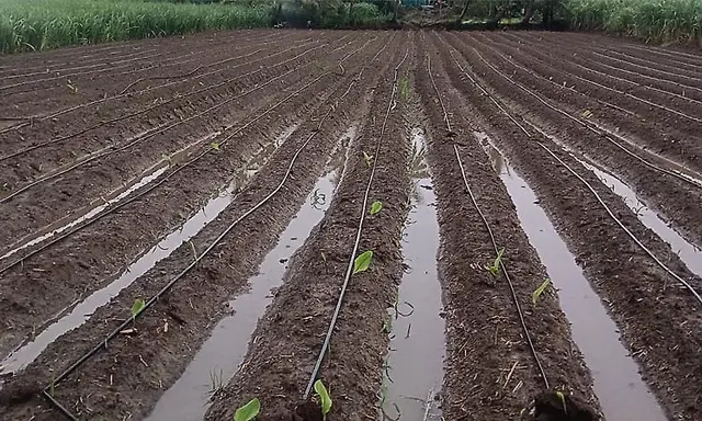 Rabkavi-Banhatti receives pre-monsoon showers; Mrigashira rain brings ...