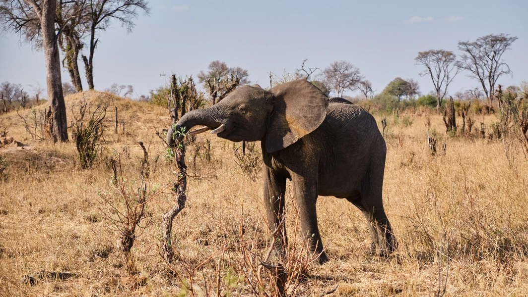 Orphaned elephants find hope through human and herd care