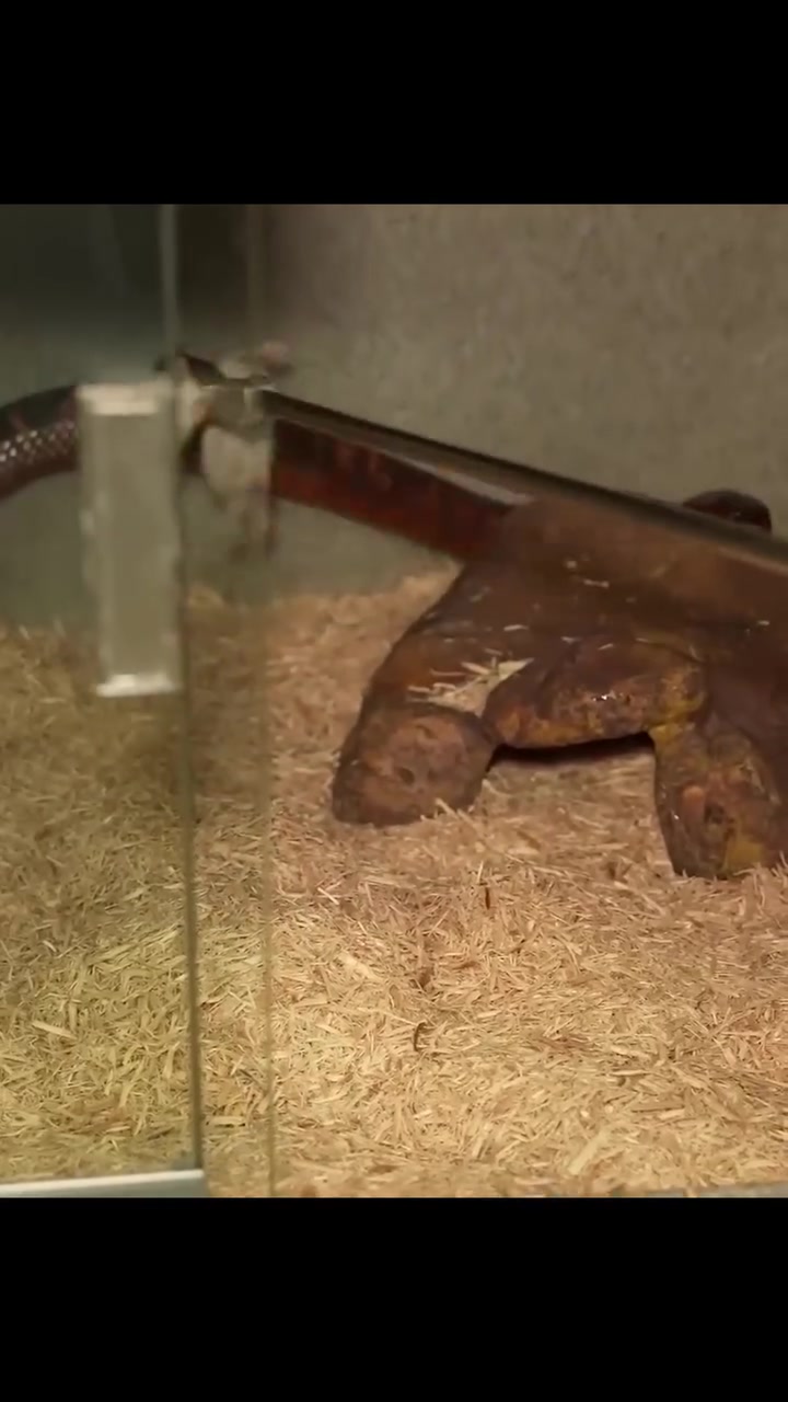 Feeding venomous snakes