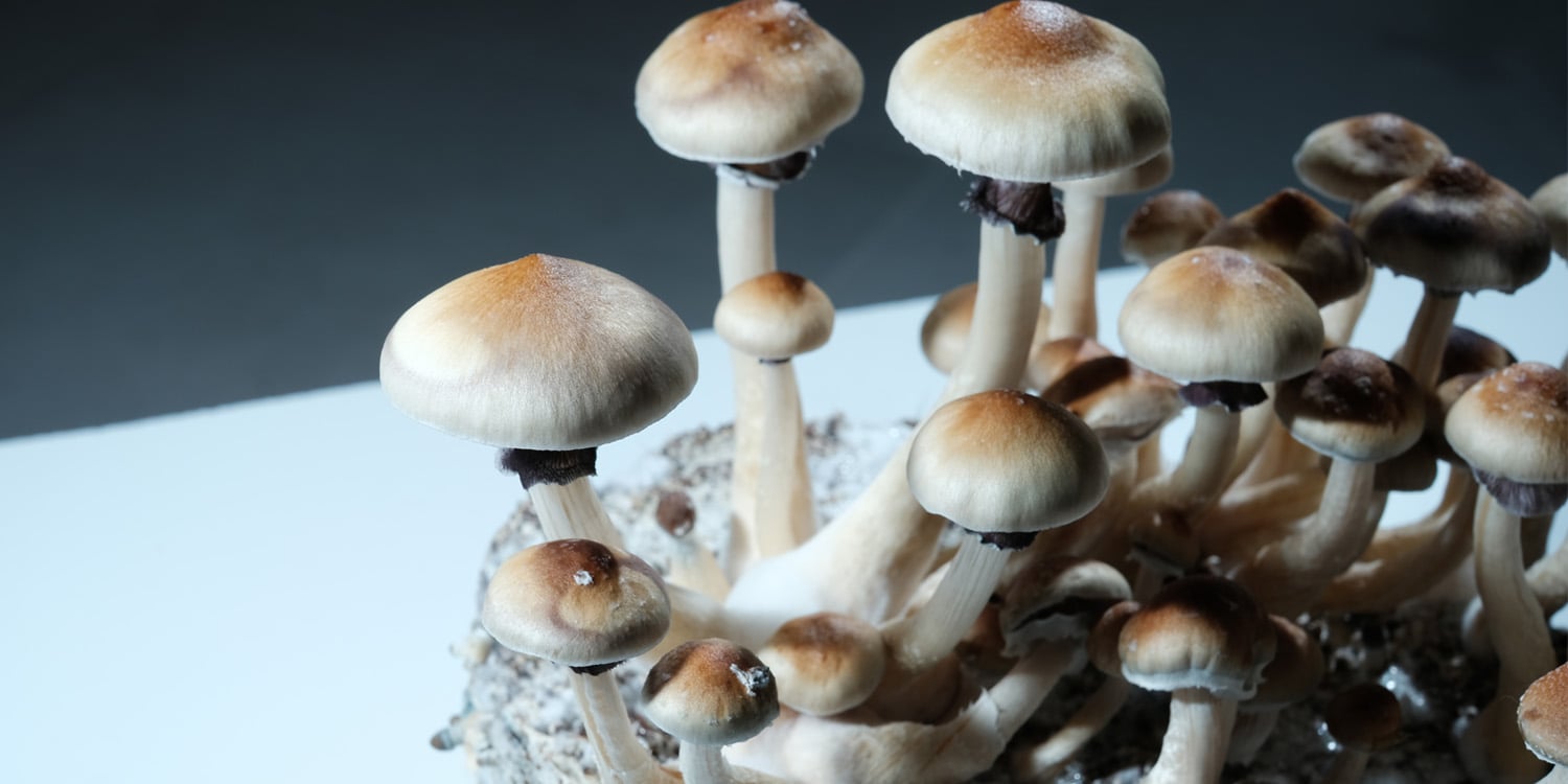 Who is using psilocybin? First national survey reveals demographics of ...