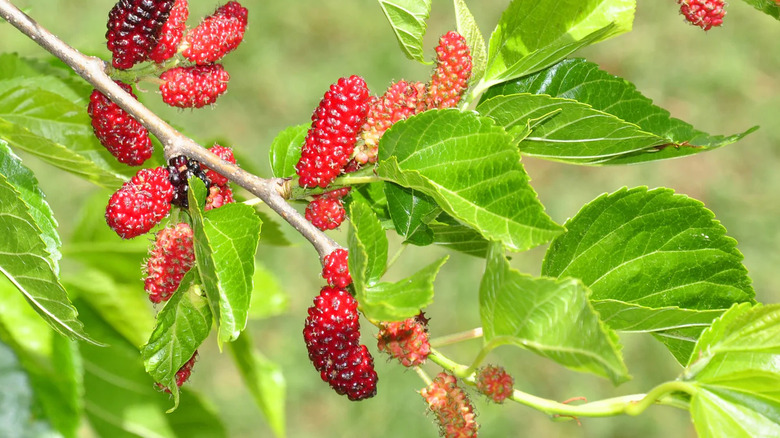 Fast-growing fruit trees you'll want to plant in your yard