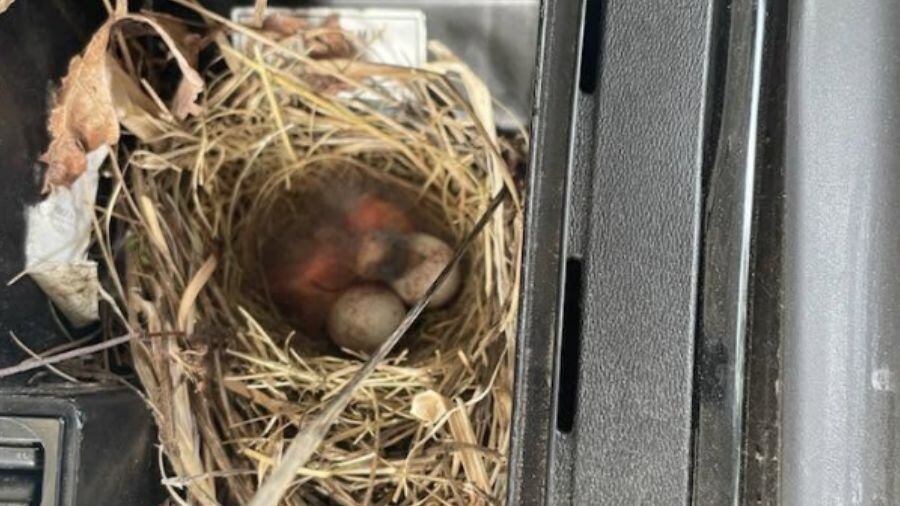Puyallup police welcome new arrivals: baby birds born in a motorcycle